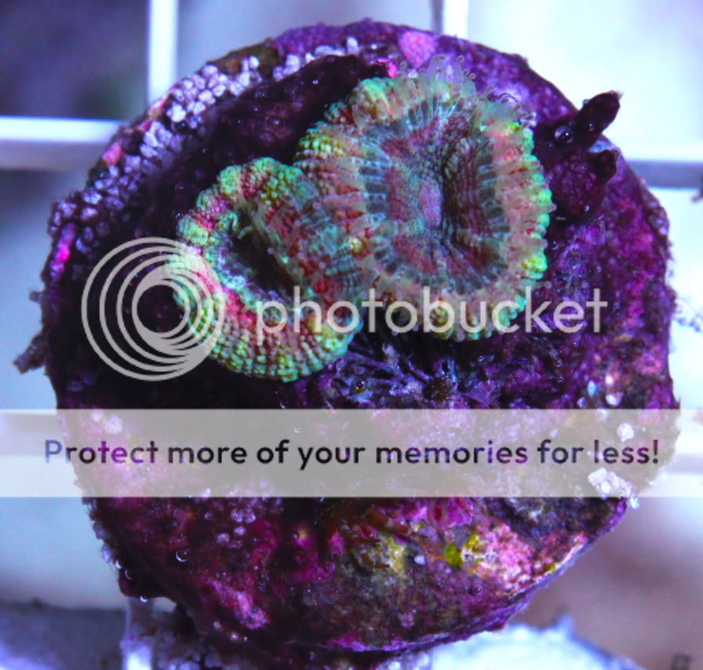 True Yellow Acans with pink mouth | Reef2Reef