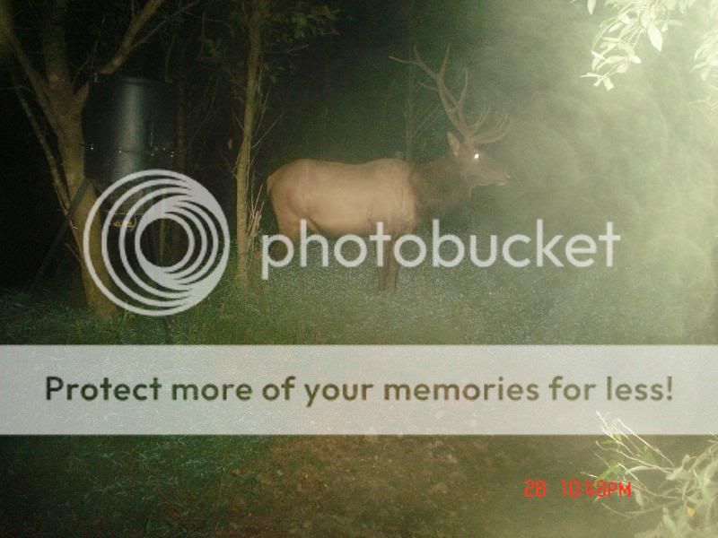 Pike Co. Kentucky Bull Elk - 24hourcampfire