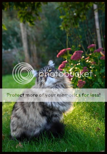 Hello from Denmark | Cat Forum