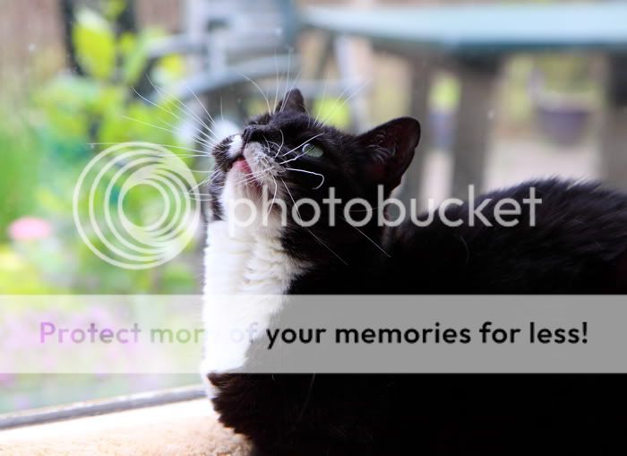 Hello from Denmark | Cat Forum