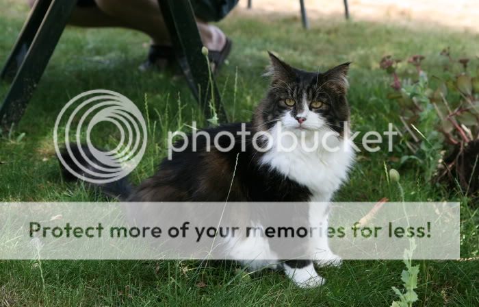 Hello from Denmark | Cat Forum